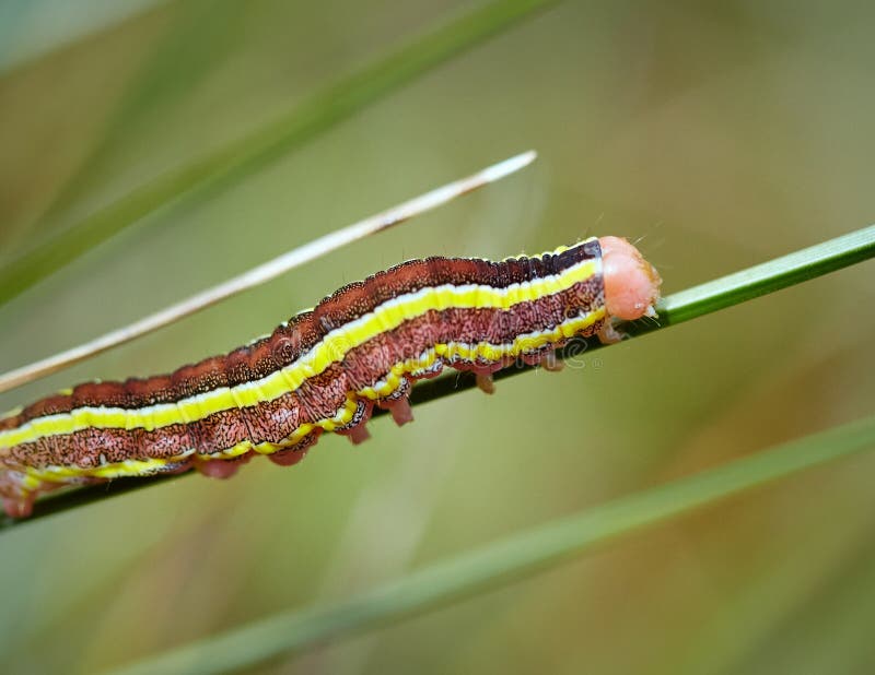 Colorful caterpillar stock photo. Image of colorful, machaon - 98850250