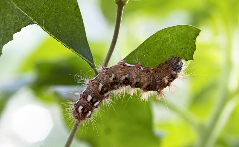 Colorful Caterpillar Insects Stock Photo - Image of close, caterpillar ...