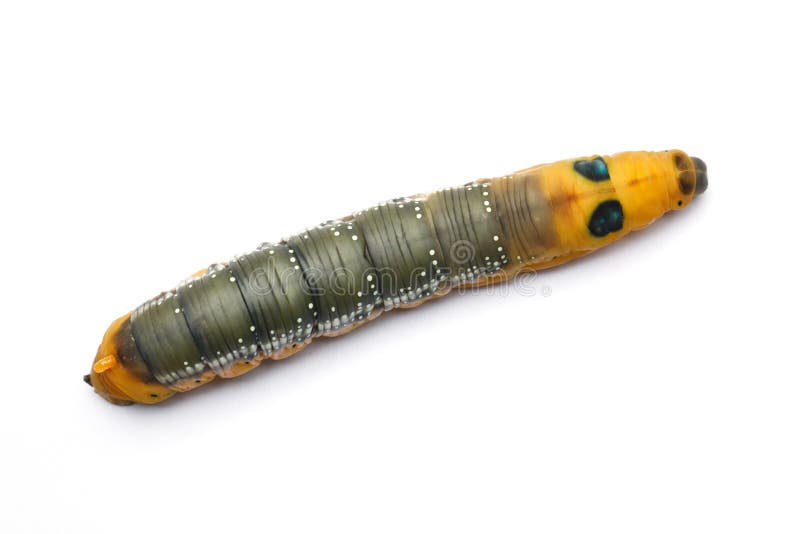 Colorful Caterpillar on White Background Stock Photo - Image of nerii ...