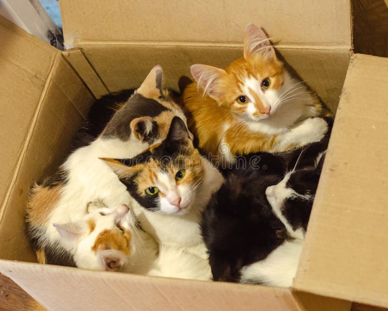 Colorful Cats in a Cardboard Box Stock Photo - Image of kitten, gift ...