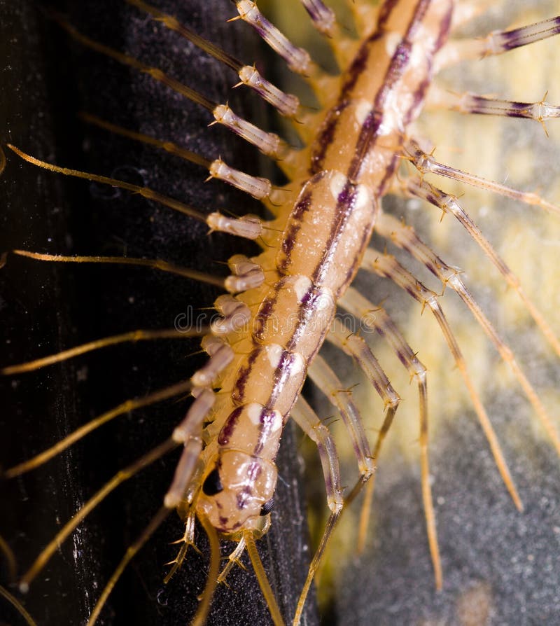 Colorful Ð¡entipede Looking for the Eat, Scary Predator. Stock Photo ...