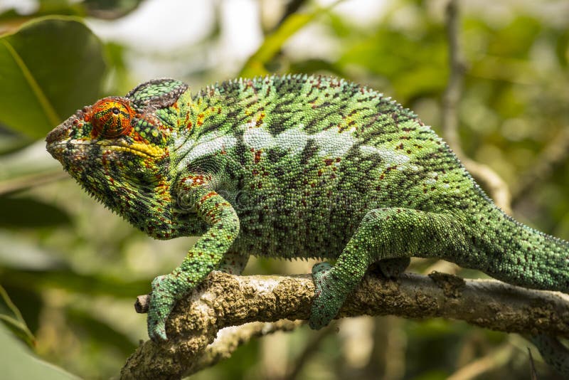 Colorful Chameleon stock image. Image of environment - 57784643