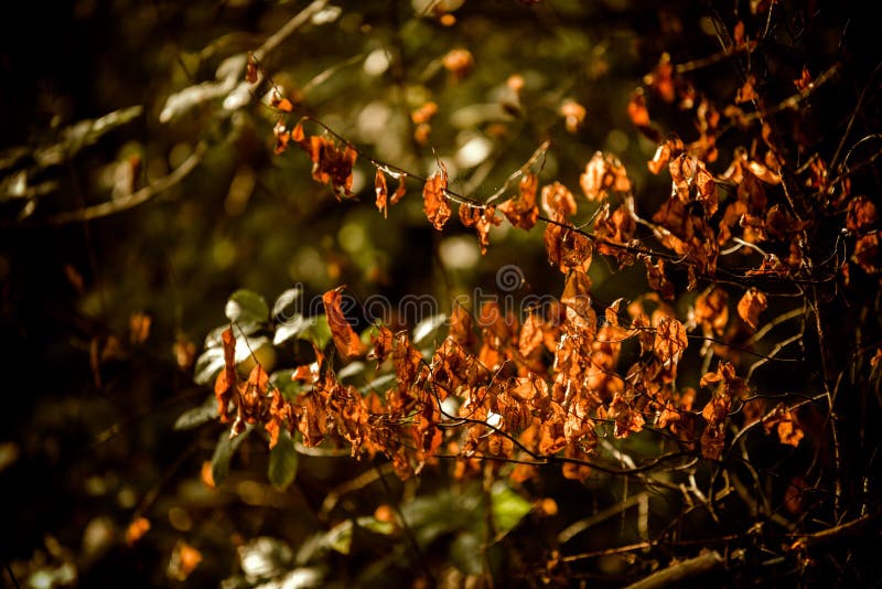 Colorful changing leaves stock photo. Image of blossom - 188391788