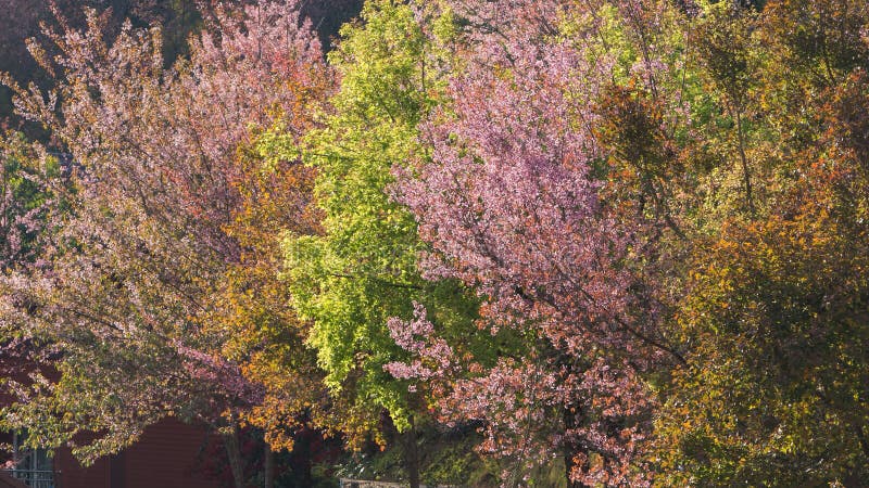 Colorful Cheery Blossom Trees Stock Image - Image of forest, backdrop ...