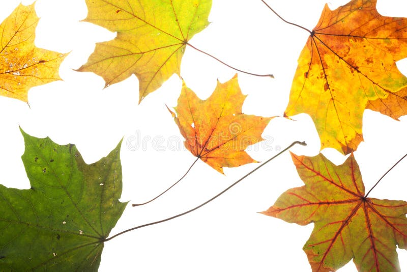 Colorful Chestnut Leaves in Fall Stock Image - Image of green, studio ...
