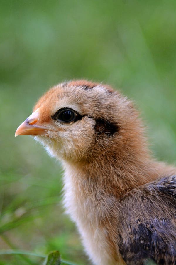 Colorful Chick Profile stock image. Image of beak, easter - 68243213