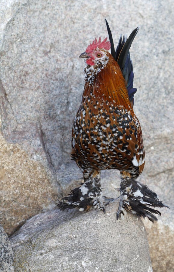Colorful chicken stock image. Image of feathers, rooster - 16628187