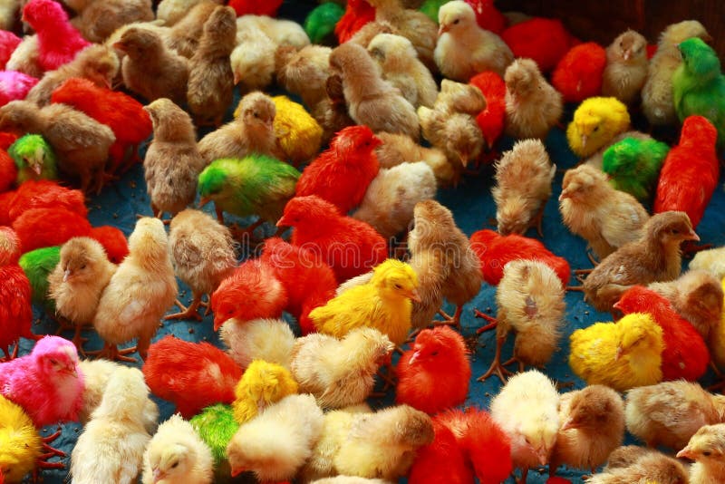 Colorful chicken pups stock image. Image of abstract - 21182343