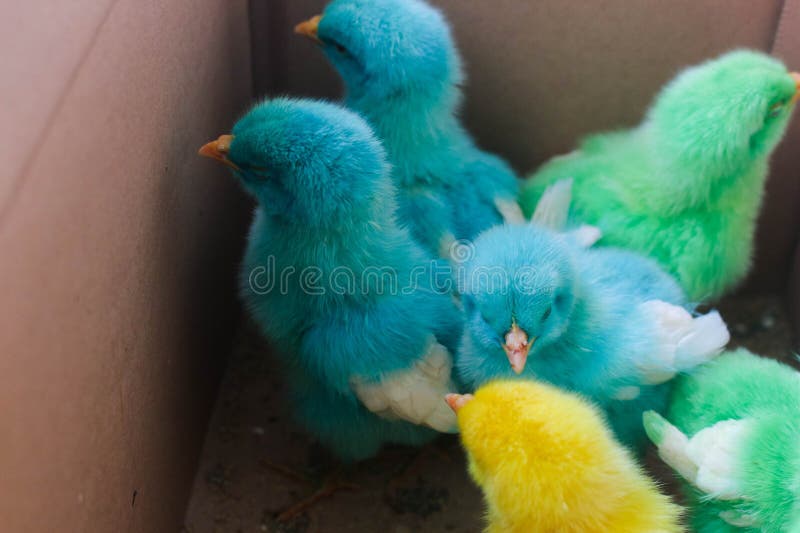 Colorful Chicken 3 stock image. Image of feather, farmers - 346992753