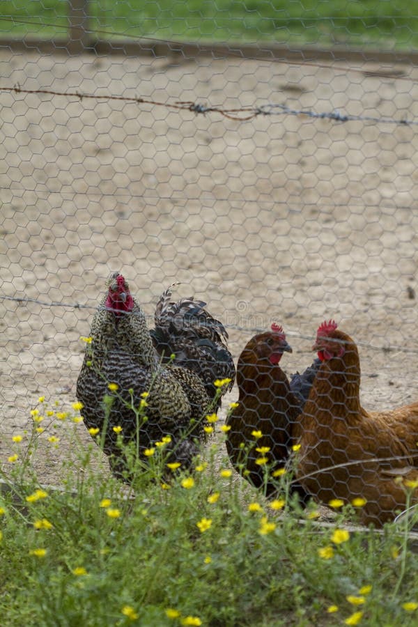 Colorful Chickens Behind Chicken Wire Stock Image - Image of fowl ...