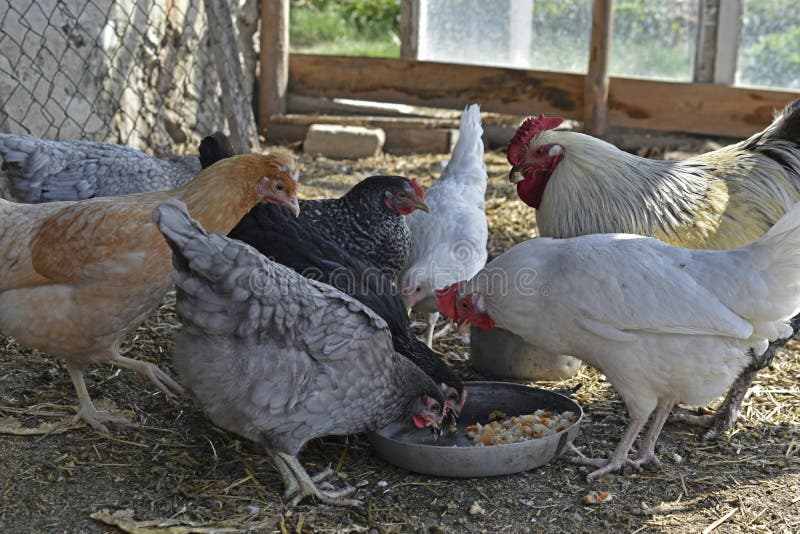 Colorful Chickens on the Farm are Fed with a Rooster Stock Photo ...