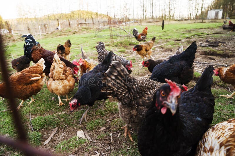 Colorful Chickens and Roosters of Different Breeds in the Yard, Poultry ...