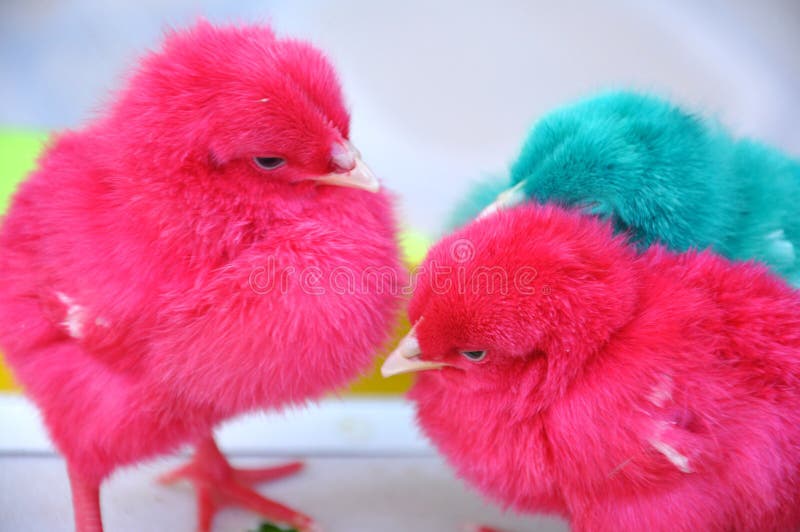 Colorful chicks stock photo. Image of little, chicks - 18152352