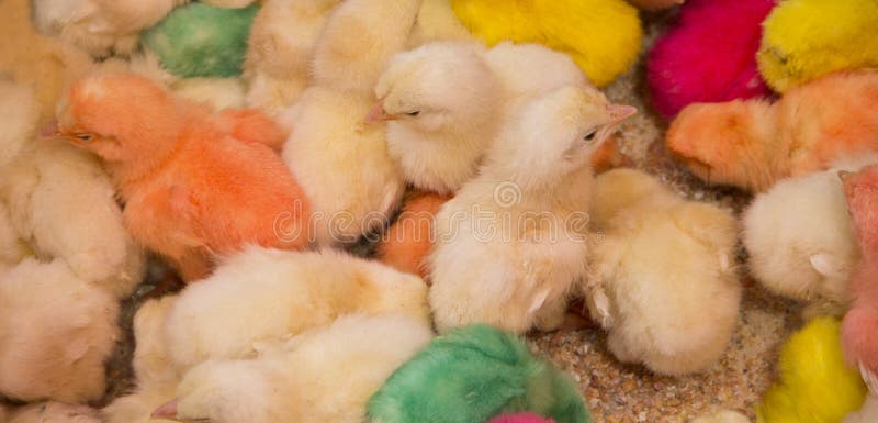 Colorful chicks stock photo. Image of cover, crowded - 31798886
