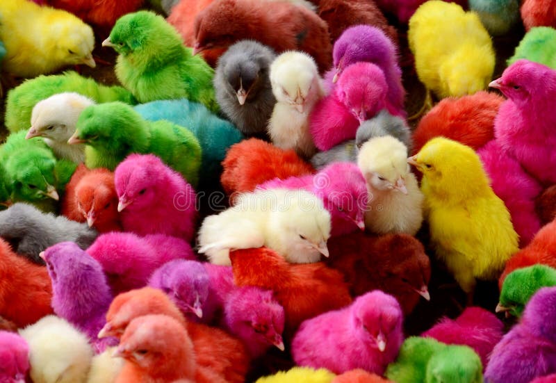Colorful Chicks stock image. Image of animal, chicks - 35403929