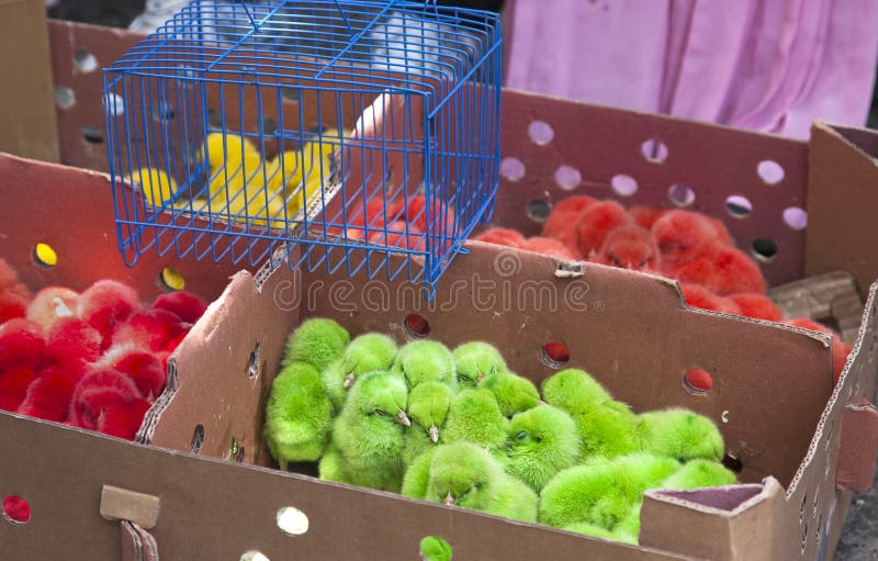 Colorful Chicks for Sale stock photo. Image of chick - 25411306