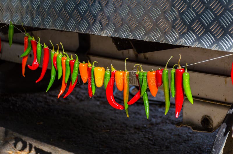 Colorful Chili Peppers Hanging on a Rope Stock Photo - Image of hanging ...