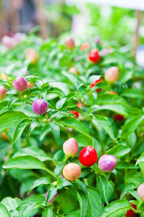 Colorful Chili on the Plant Stock Image - Image of gardening, harvest ...