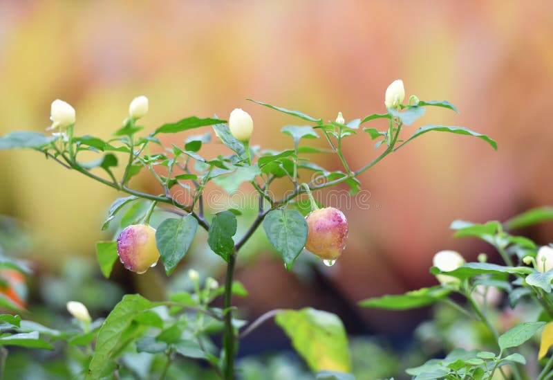 Colorful chilli stock photo. Image of yellow, plant, fresh - 96491114