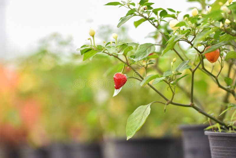 Colorful chilli stock image. Image of closeup, gardening - 96783787