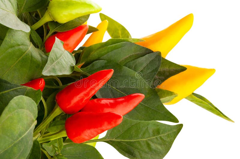 Colorful chilli pepper stock photo. Image of fresh, ripe - 129099232