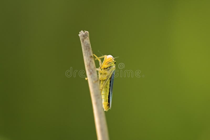 Colorful cicala macro stock photo. Image of beautiful - 204393372