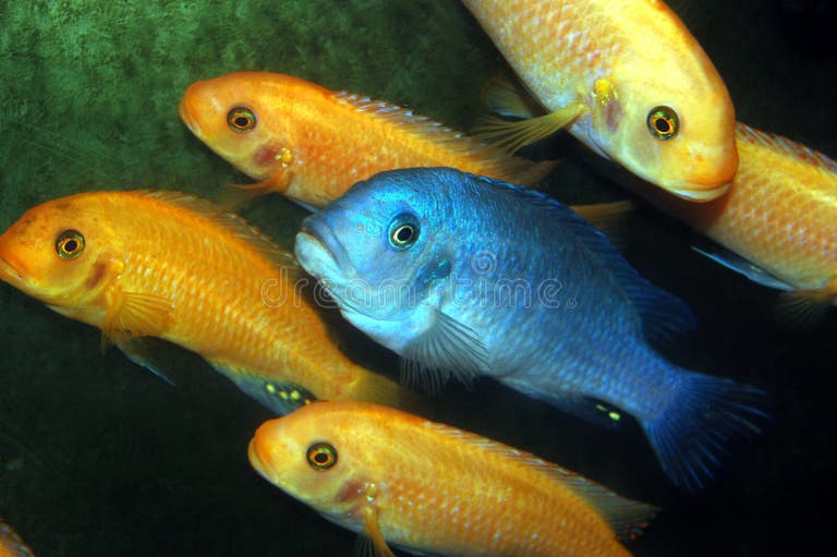 2,600 Cichlids Nigeria Stock Photos - Free & Royalty-Free Stock Photos ...