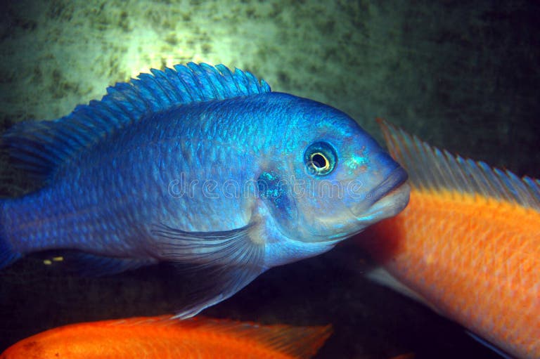 2,600 Cichlids Nigeria Stock Photos - Free & Royalty-Free Stock Photos ...