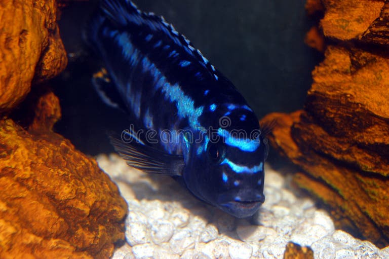 2,600 Cichlids Nigeria Stock Photos - Free & Royalty-Free Stock Photos ...