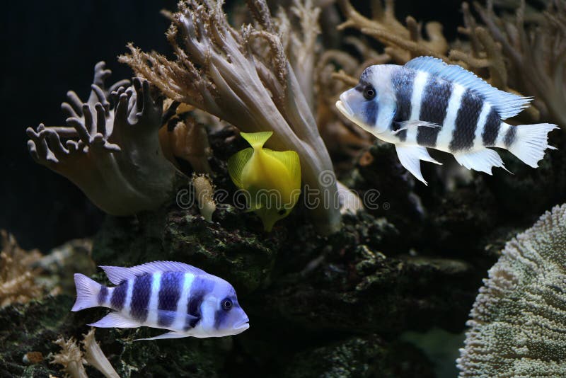 Colorful cichlids stock image. Image of dive, amazonas - 12725679
