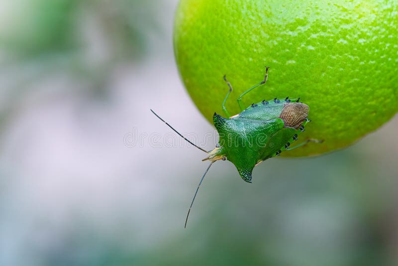 Citrus Stink Bug Perching on a Lime Fruit Stock Image - Image of lime ...