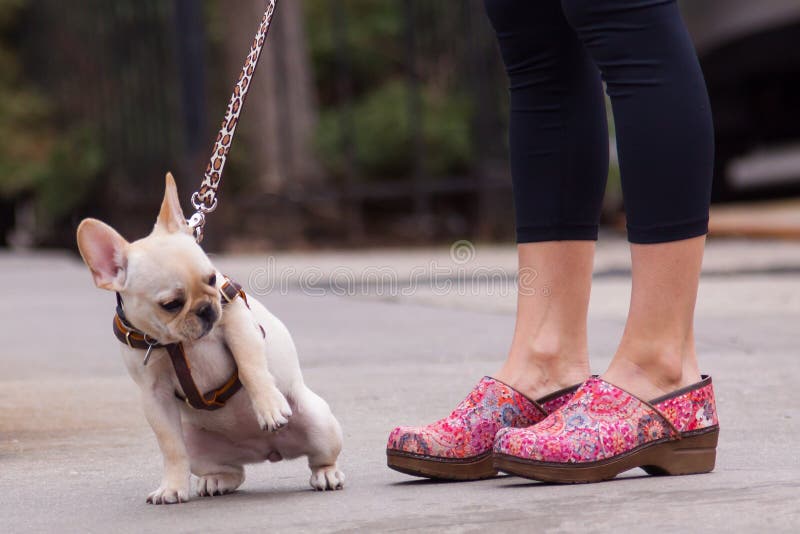 Colorful Clogs and Surprised Dog. Stock Image - Image of footpath ...