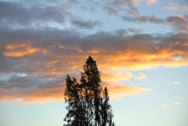 Sunset behind trees stock photo. Image of blue, ecuador - 158890258