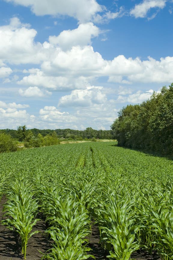 Colorful Cloudscape Corn Field Stock Photo - Image of scene, purity ...