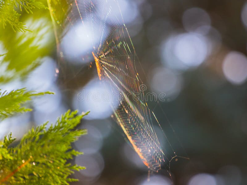 Colorful spider web stock image. Image of macro, cobweb - 222320461