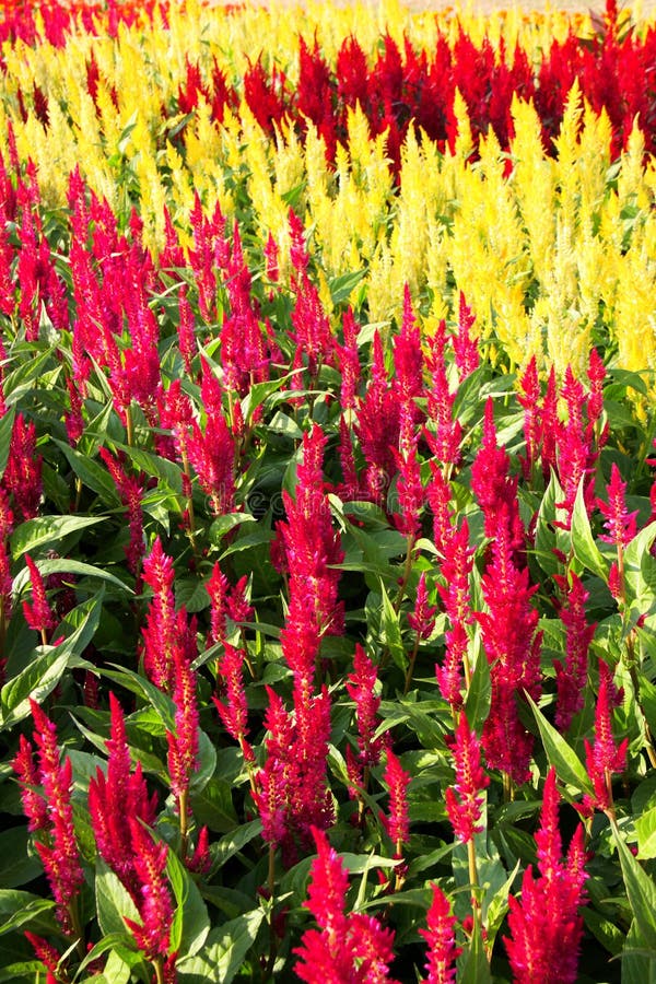 Colorful of Cockscomb in Garden Stock Photo - Image of colors, beauty ...