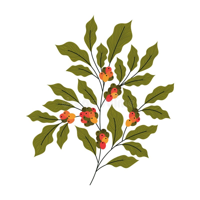 Colorful coffee tree stock vector. Illustration of agriculture - 253184808