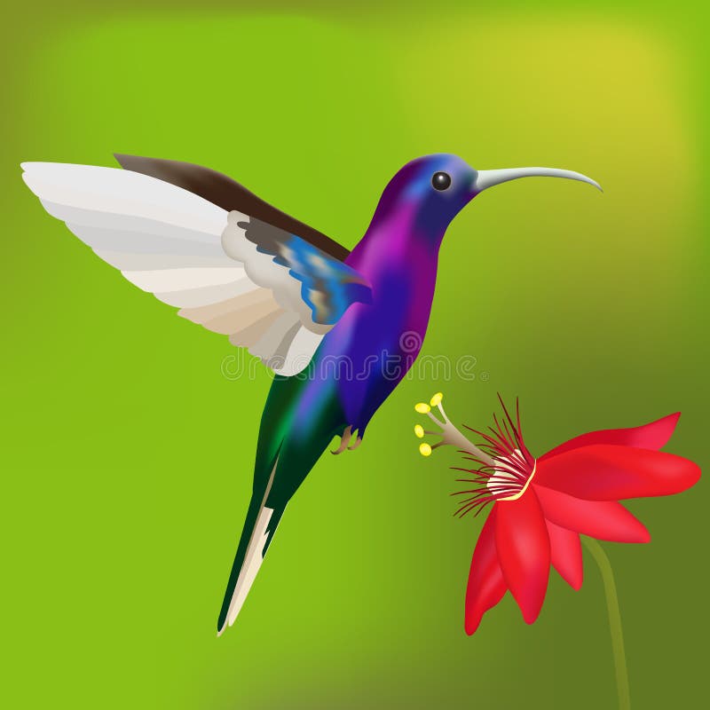 Colorful Colibri Bird, Vector Stock Vector - Illustration of bird ...