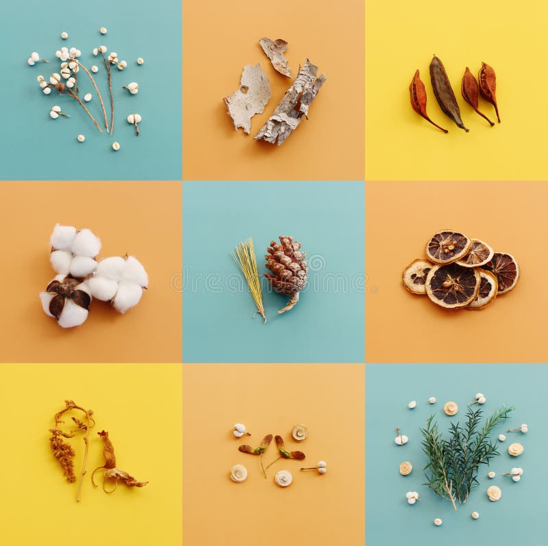 Colorful Collage of Autumn Forest Natural Composition. Flat Lay Stock ...