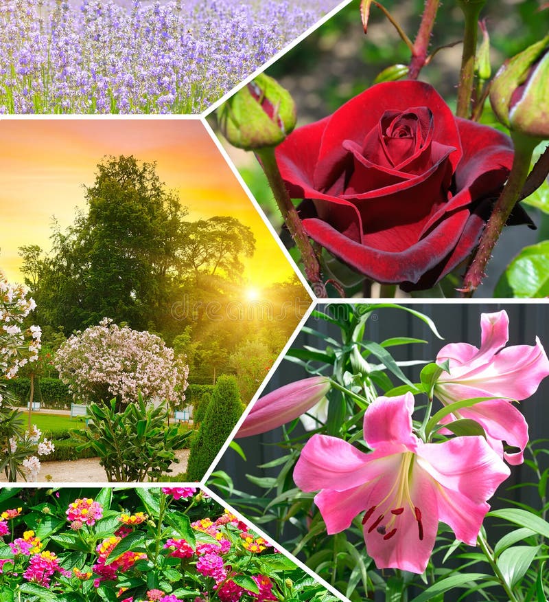 Colorful Collage of Flowers and Garden Stock Photo - Image of green ...
