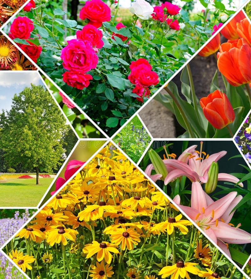 Colorful Collage of Flowers and Garden Stock Image - Image of ...