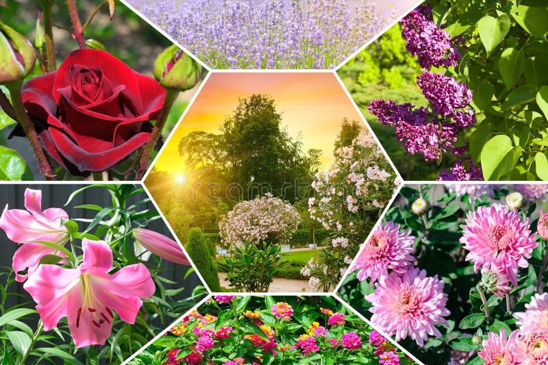 Colorful Collage of Flowers and Garden Stock Image - Image of beautiful ...