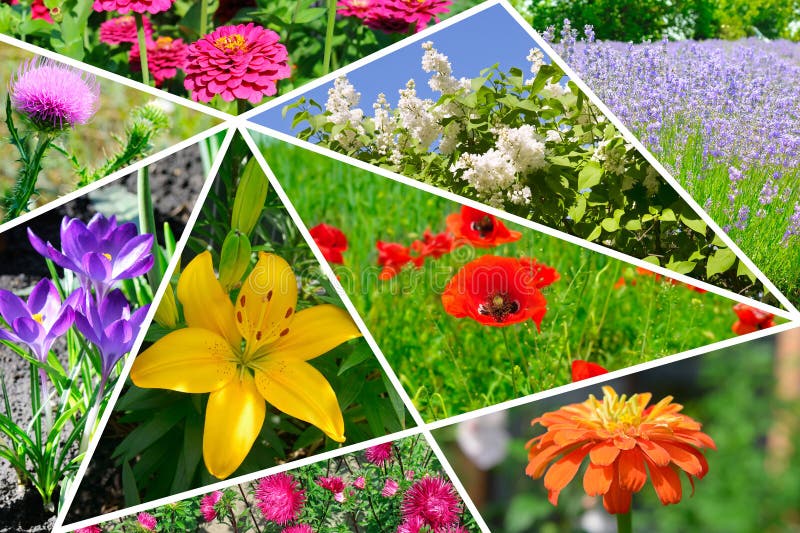Colorful Collage of Flowers Garden Stock Image - Image of gardening ...