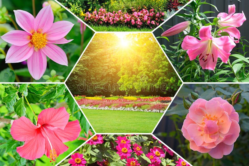 Colorful Collage of Flowers and Garden Stock Image - Image of wallpaper ...