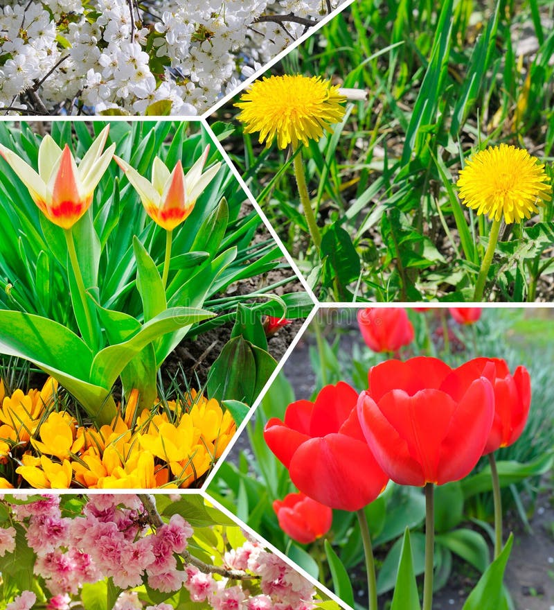 Colorful Collage of Flowers and Garden Stock Image - Image of garden ...