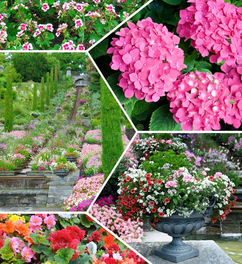 Colorful Collage of Flowers and Garden Stock Photo - Image of flowers ...