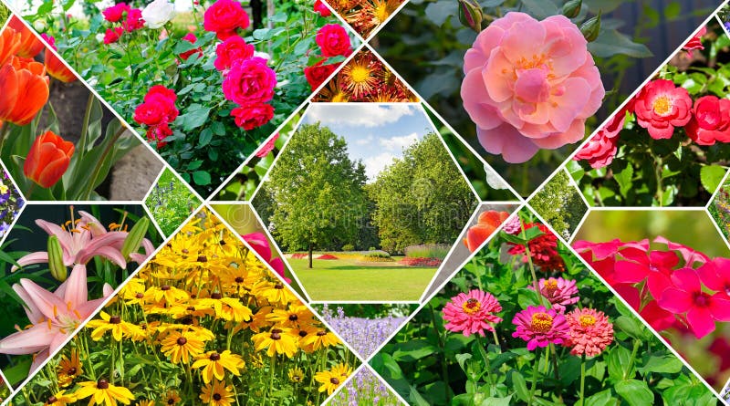 Colorful Collage of Flowers and Garden Stock Photo - Image of wallpaper ...