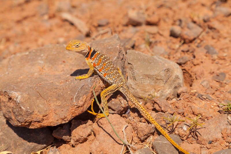 Colorful Collared Lizard stock photo. Image of wild, reptile - 41490076