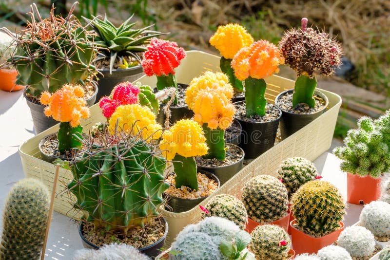 Colorful Cactus Collection stock photo. Image of natural - 148099962