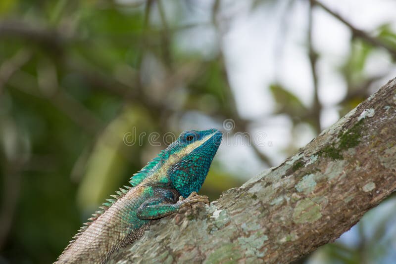 Colorful Color of Gecko on Tree Branch. Stock Photo - Image of crawling ...